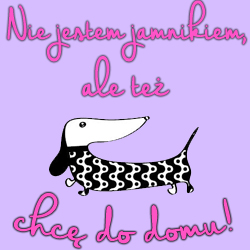 Fundacja Jamniki Niczyje - Adopcje